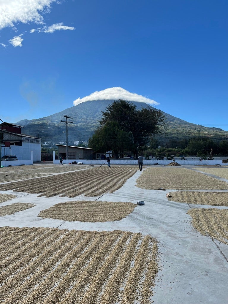 Coffee Origins: Processing Basics | Michael Thomas Coffee